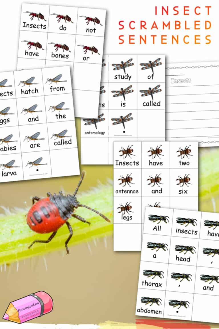 Insect Scrambled Sentences - Free Word Work